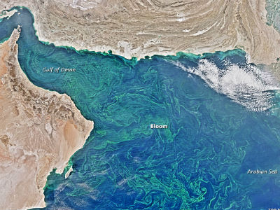 An Algorithm to Investigate Unwelcome Arabian Sea Plankton - The Data ...