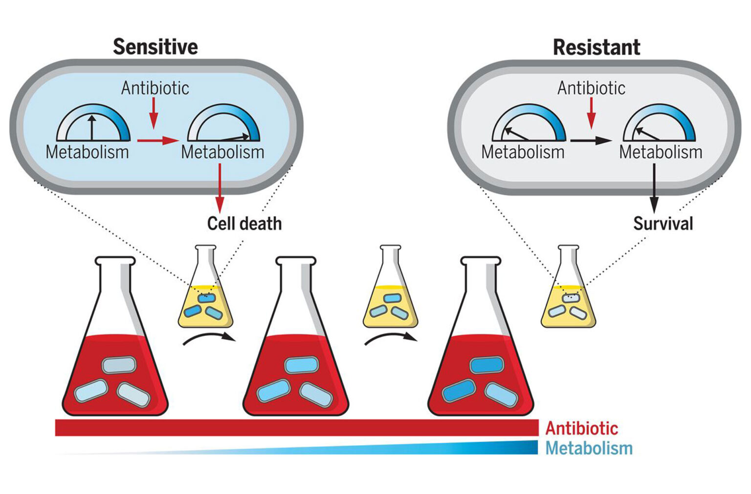 Clinically Relevant Mutations in Core Metabolic Genes Confer Antibiotic Resistance - The Data ...